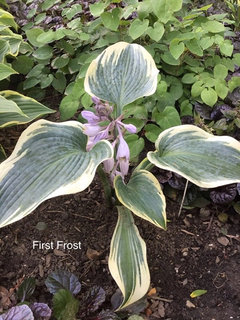 Hosta F 2019 .......