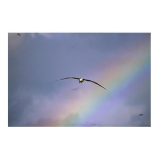 Waved Albatross Soaring Through Rainbow, Galapagos Islands, Ecuador ...