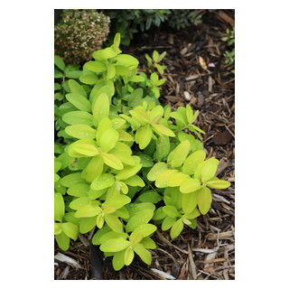 Golden Rule™ St. John's-Wort (Hypericum) - Eclectic - Chicago - by ...