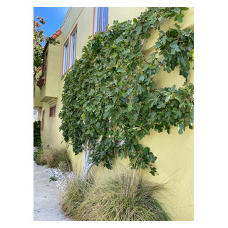 My own Espaliered Fig Tree - Mediterranean - Exterior - San Francisco ...