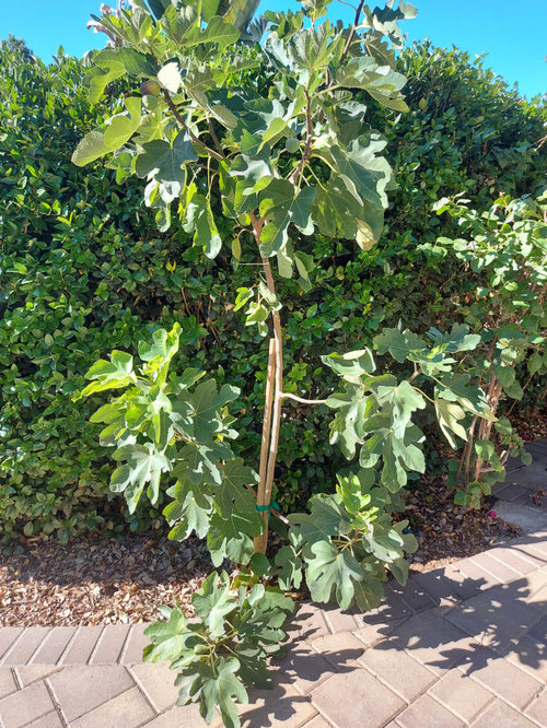 Fig tree with multiple stems near ground