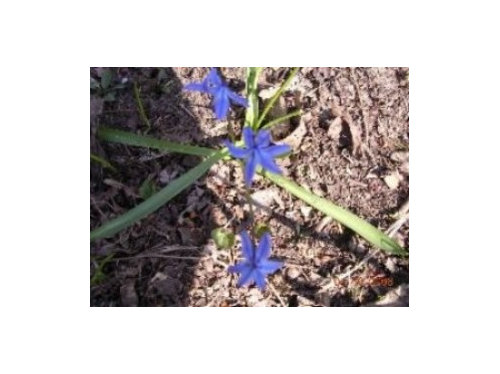 Blue Spring Bloom Ground Cover ID?