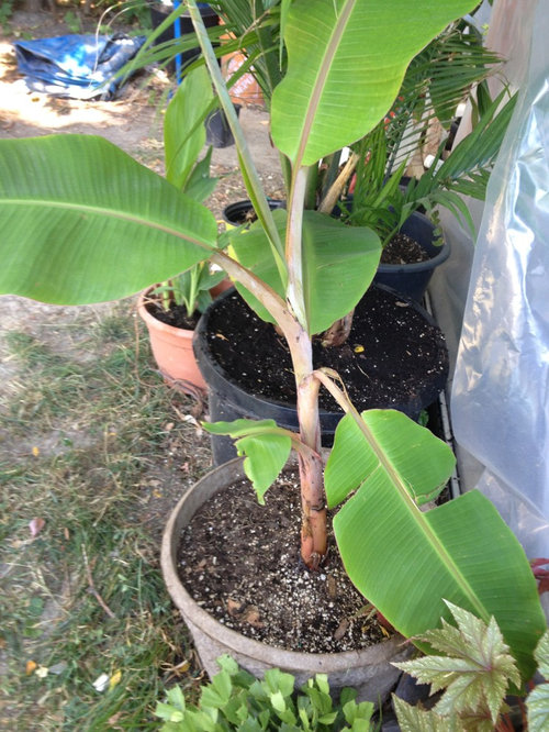 Pisang Ceylon