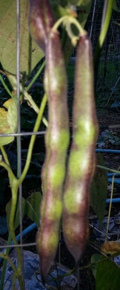 This year's striped beans