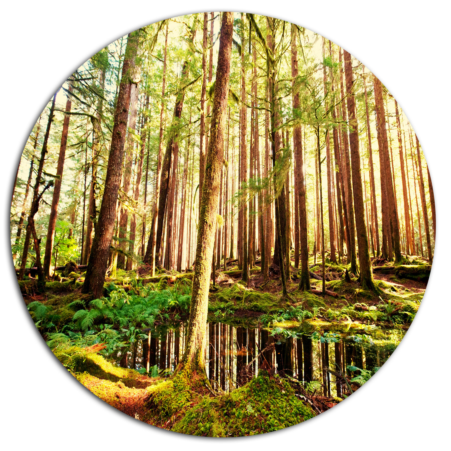 Dense Trees In Green Rain Forest, Landscape Disc Metal Wall Art, Disc ...