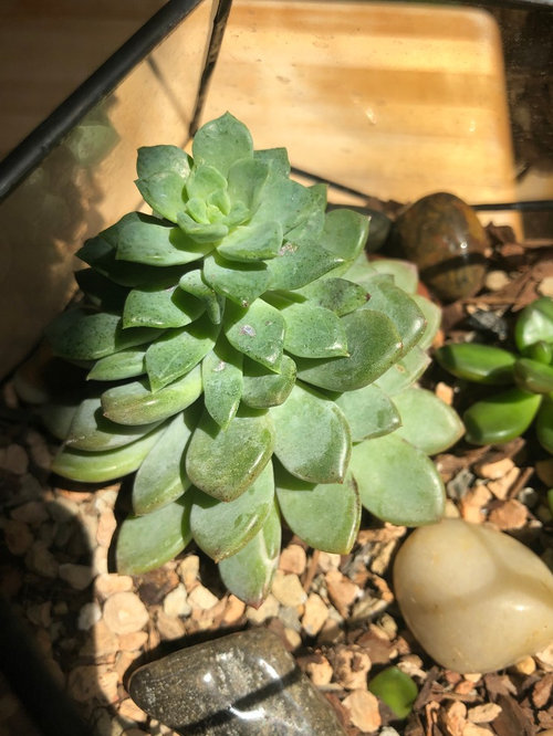 HELP! Tiny black spots and bumps on my succulent!