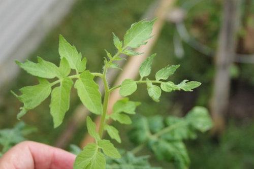 Weed or Tomato Seedling?