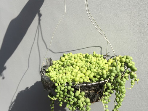 Repotting BIG mess of string of pearls