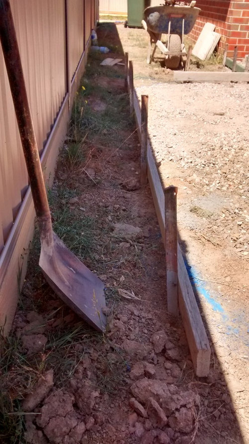 Narrow hedging plant | Houzz AU