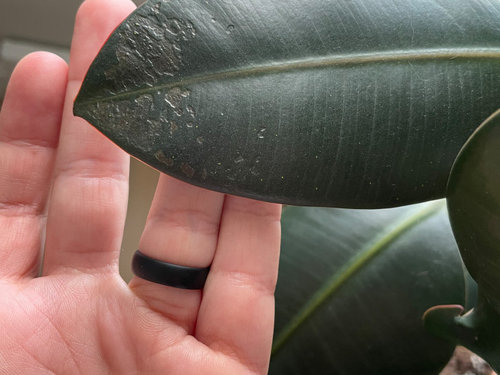 Indented areas on Rubber Tree leaves
