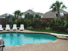 Where to buy Palms in Dallas?