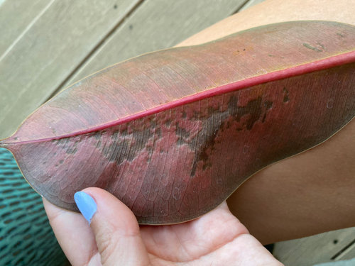 Rubber tree dying quickly HELP!