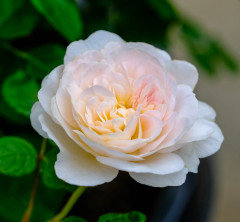 Emily Bronte - my newest David Austin rose