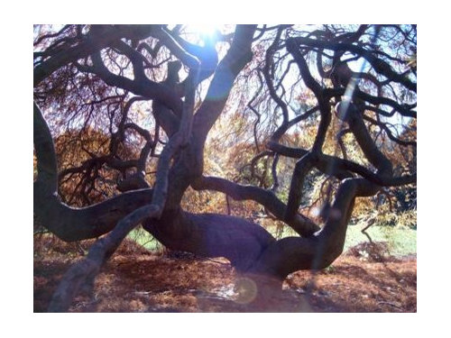 Branch structure of Japanese maple
