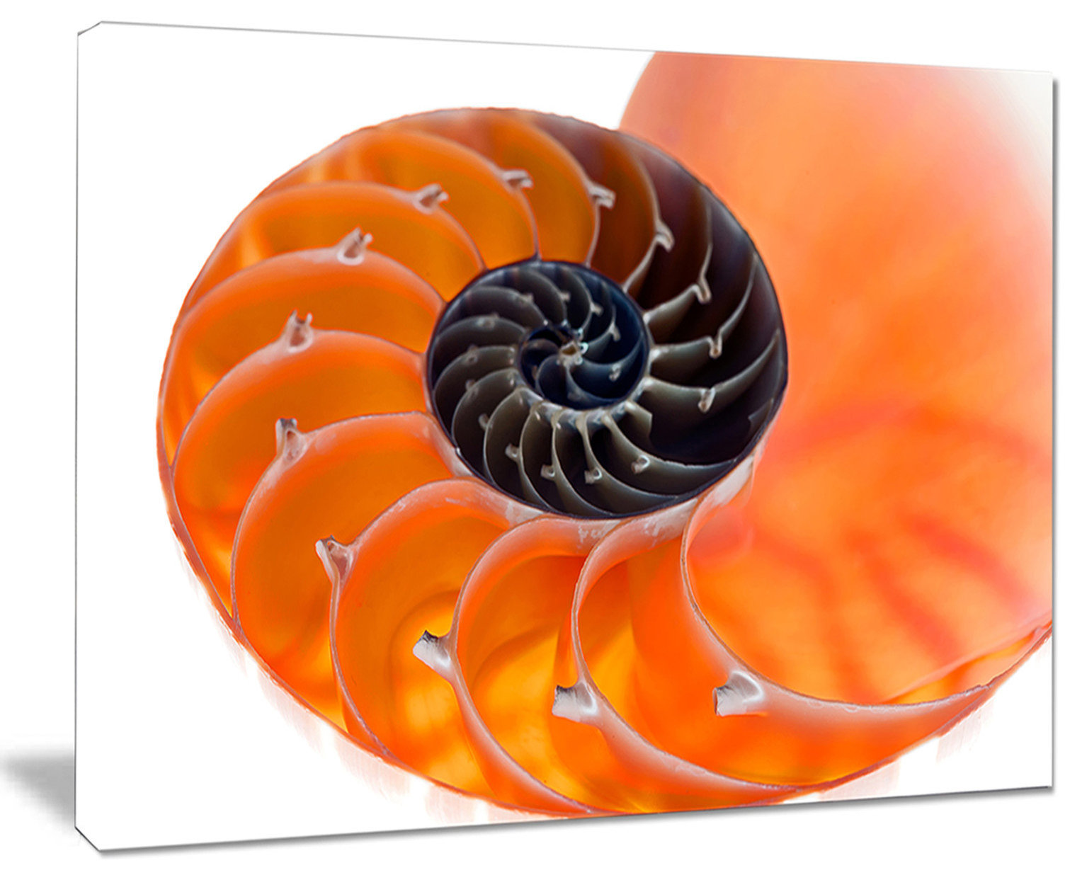 "Orange Nautilus Shell" Abstract Art Canvas Print, 20"x12 ...