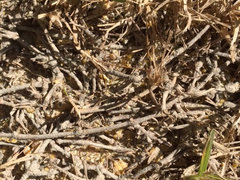 New St Augustine Sod turning brown