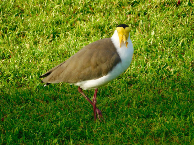 Why Do Birds Swoop? | Houzz AU