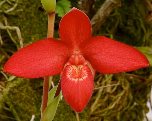 Phragmipedium Jason Fischer