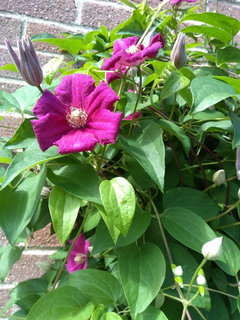 2019 Clem flower show