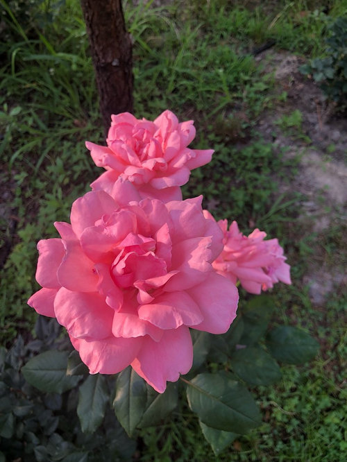 Are these bubblegum pink Paul Neyron roses?
