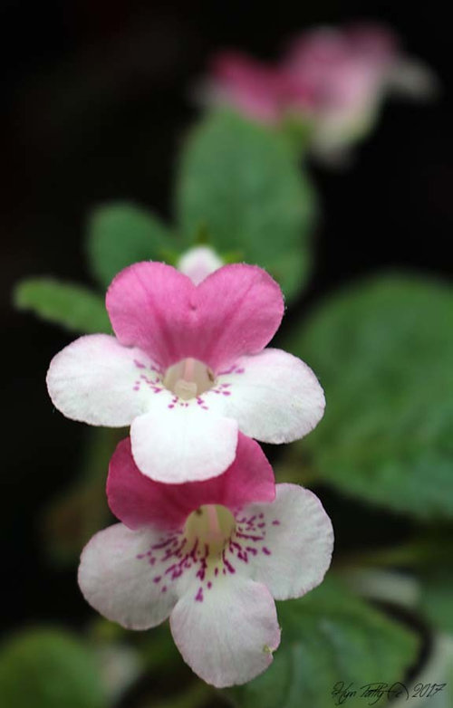 Mini Sinningia in Bloom