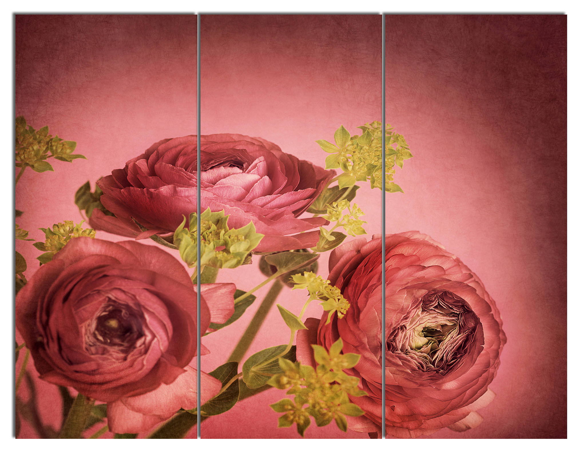 "Ranunculus Flowers Stem on Pink", 36"x28" - Contemporary - Metal Wall ...