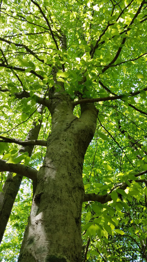 Beautiful tree with bright green leaves
