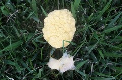 Help! What is this gross yellow foamy/spongy stuff?