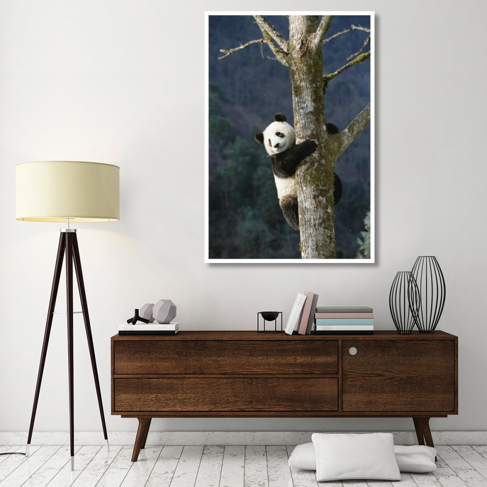 "Giant Panda climbing tree, Wolong Valley, China" Paper Print, 14"x20 ...