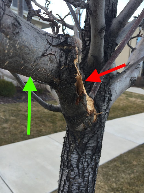 What to do about damaged limb?