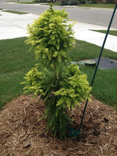 Dwarf Bald cypress 'Jim's Little Guy'