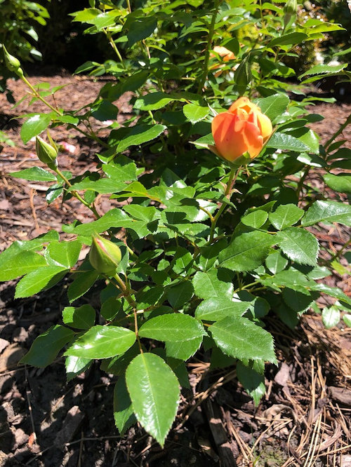 Please help me identify this rose