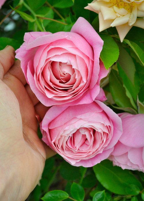 An oddity: "Pink Phoenix"