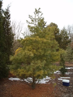 Gold Pine Comparison