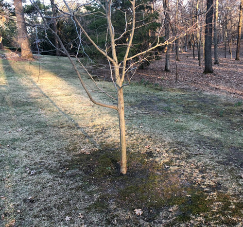 What causes branch angle?