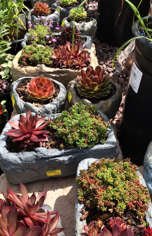 Semps in rock planters