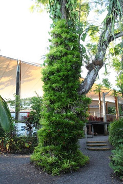 Plants to grow up in a (dead) tree?