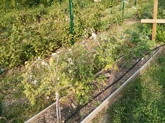 Trellising blackberries/raspberries with conduit? Any pictures?