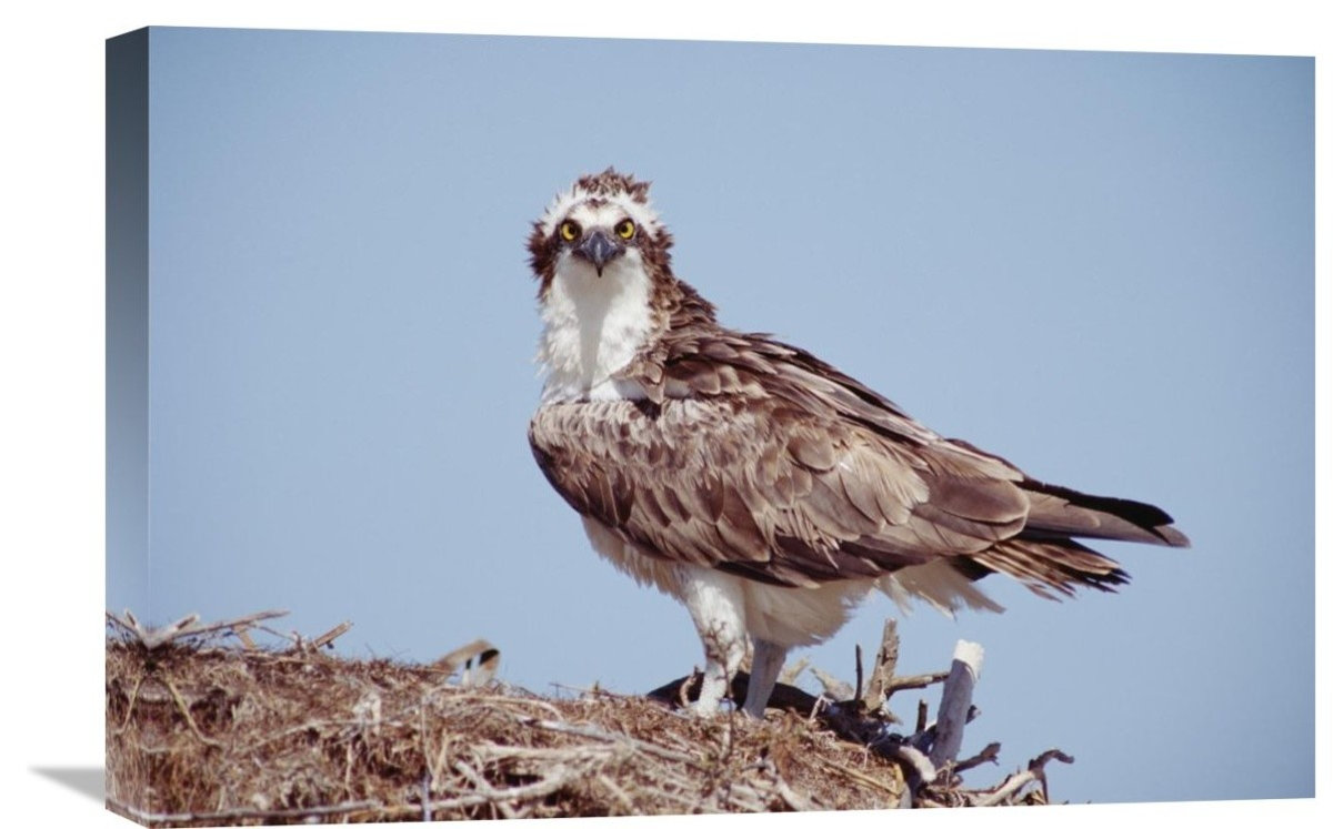 "Osprey Adult Perching On Nest, Baja California, Mexico" Artwork, 24" x ...
