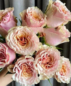 My Japanese & Florist Rose Garden