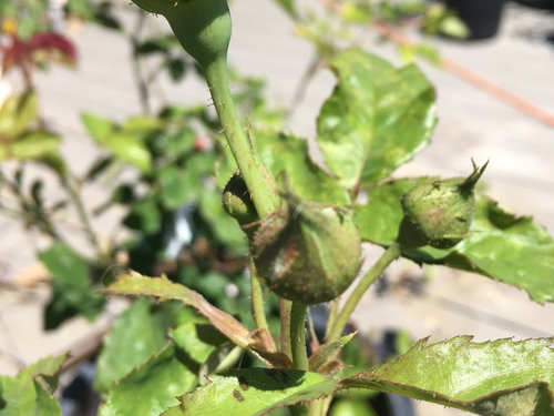 Cressida identification?