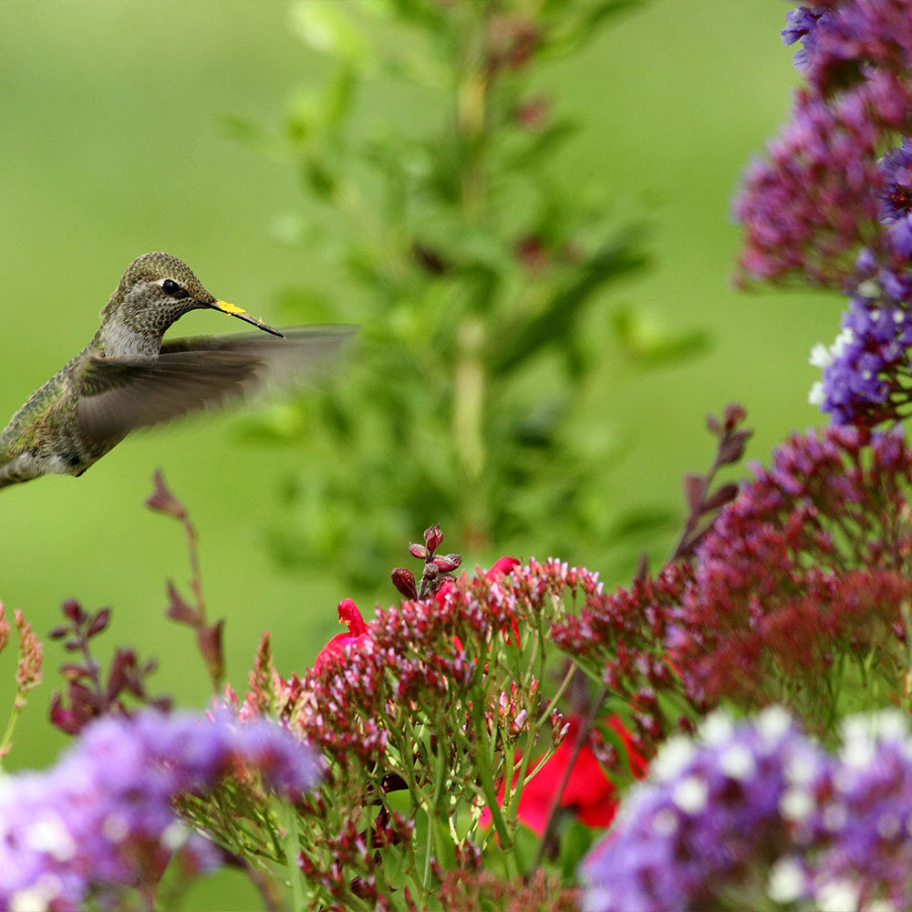 Hummingbird Flower Seed Mat, 2-Pack - Traditional - Bulbs And Seeds ...