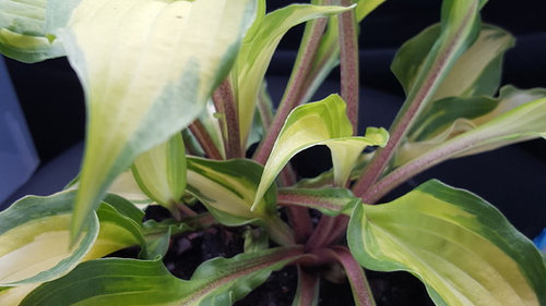 Unknown hosta with red stems