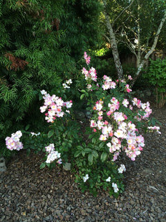 Where to buy Lyda rose *in person* in Northern CA Bay Area?