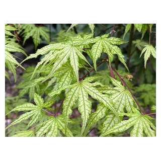 Acer Palmatum 'Ghost Dancer' - Contemporary - Landscape - Charlotte ...