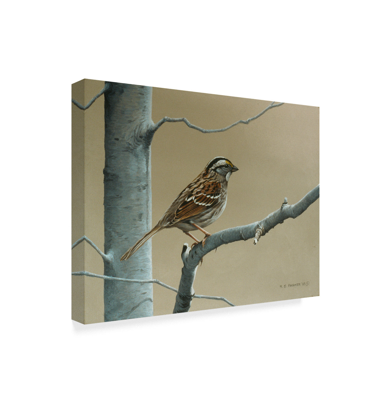 Ron Parker 'White Throat Sparrow' Canvas Art, 19"x14" - Contemporary ...