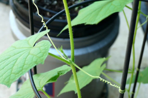 Parthenocarpic Cucumber races