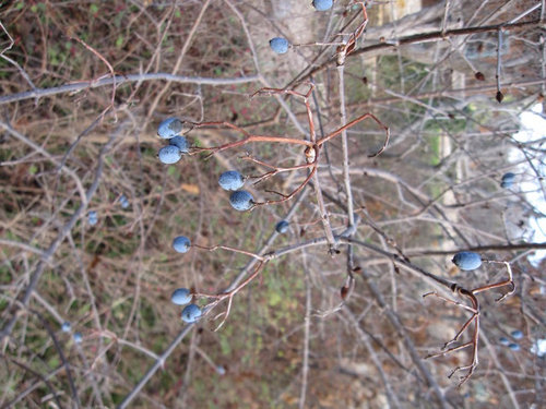 Blue Oval Berries?