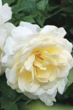 New 2022/2023 Proven Winners Roses