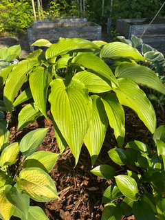 Hosta J 2025 ......................... | Houzz Forum